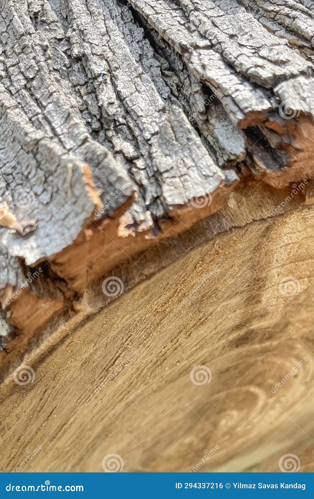 Environmental Effects of Tree Trunk Cutting. Existence of Nature and ...