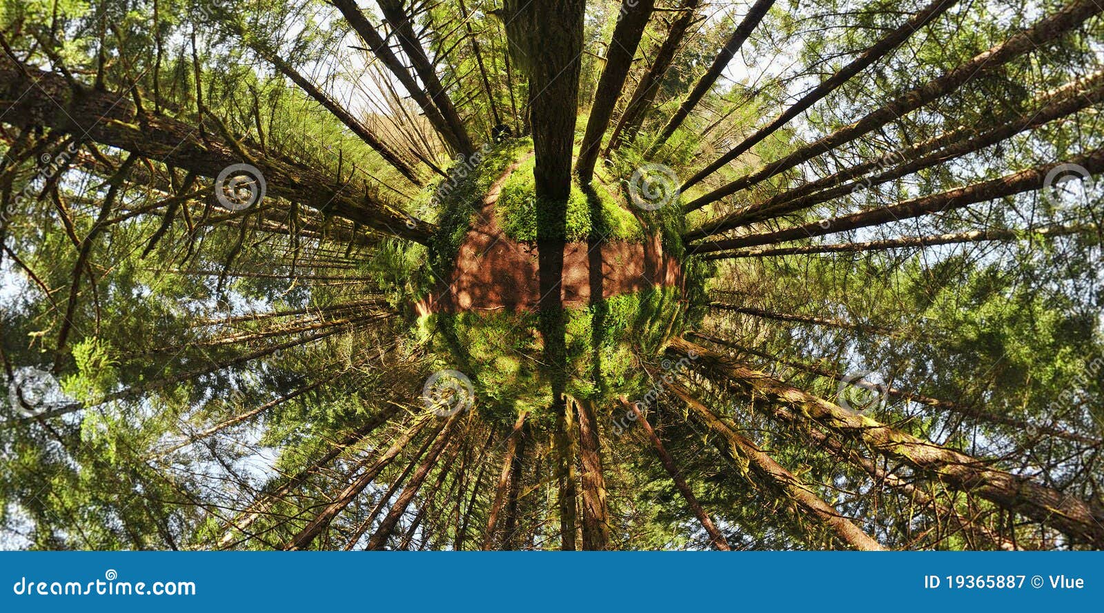 Environmental Forest Planet Stock Image - Image of narrow, timberland ...