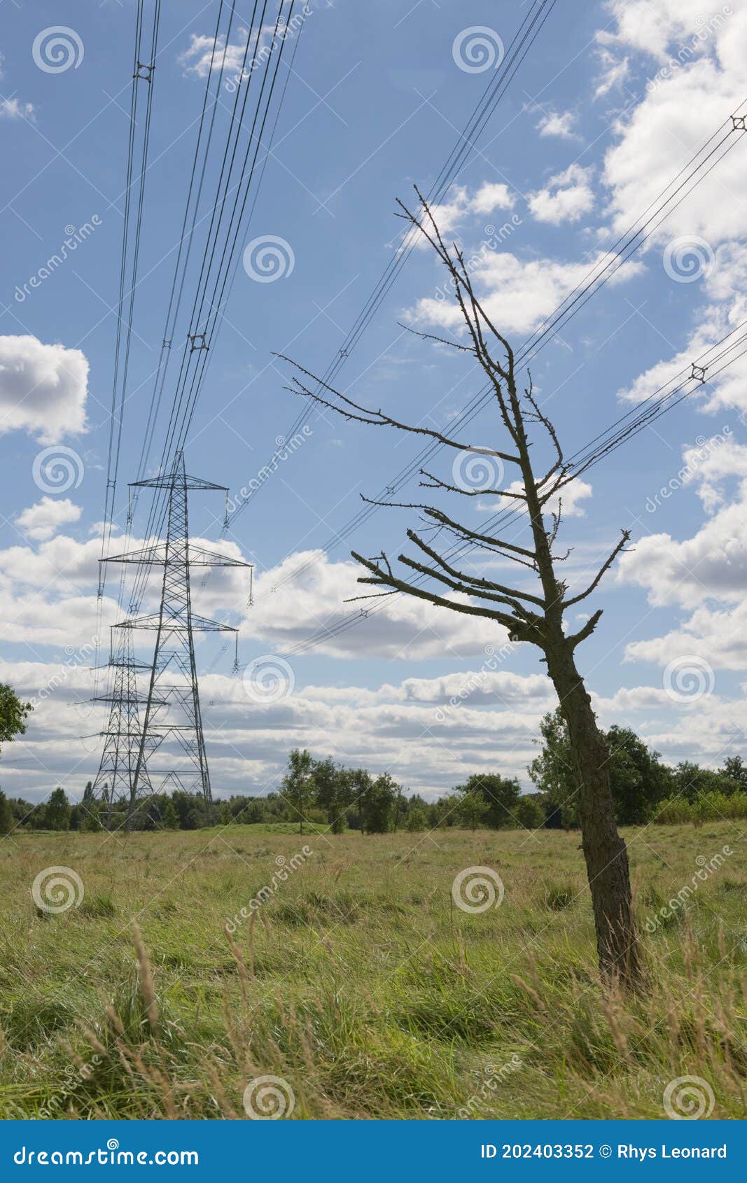 Environmental Image of a Dead Tree Under Electric Lines and Pylons ...