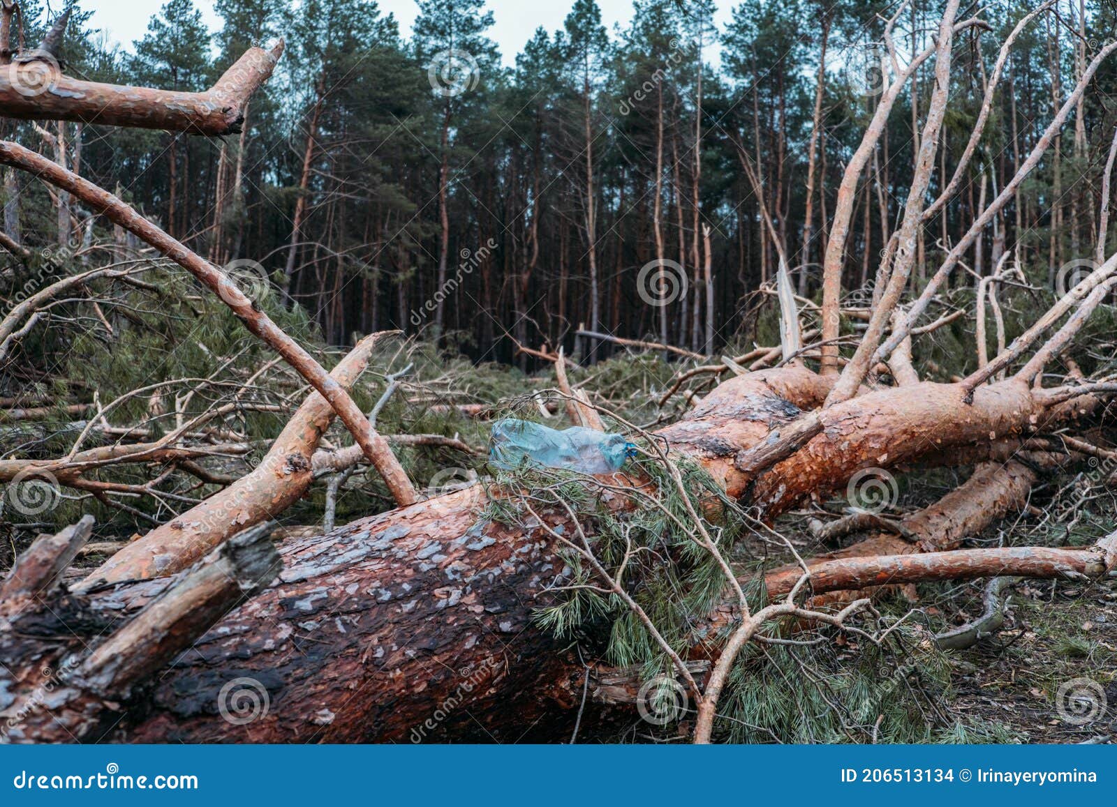 Environmental Issues, Problems. Plastic Bottle in Trunk of Pine Fallen ...