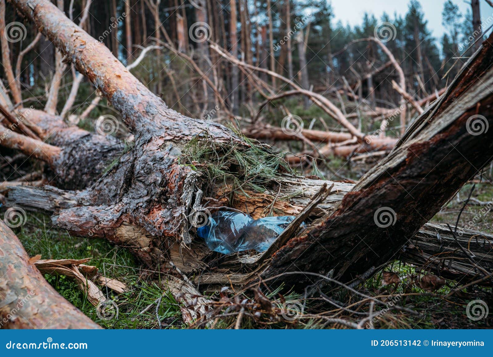 Environmental Issues, Problems. Plastic Bottle in Trunk of Pine Fallen ...