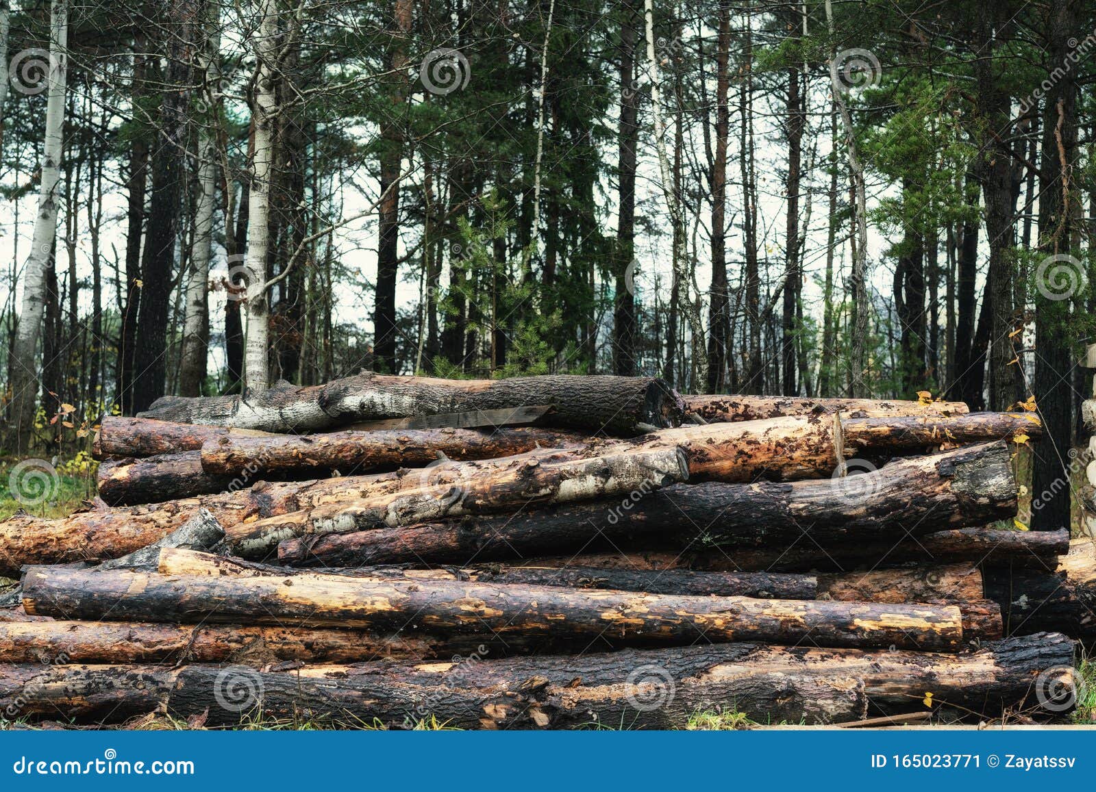 Environmental Issues - Sawn Trees in the Forest Stock Image - Image of ...