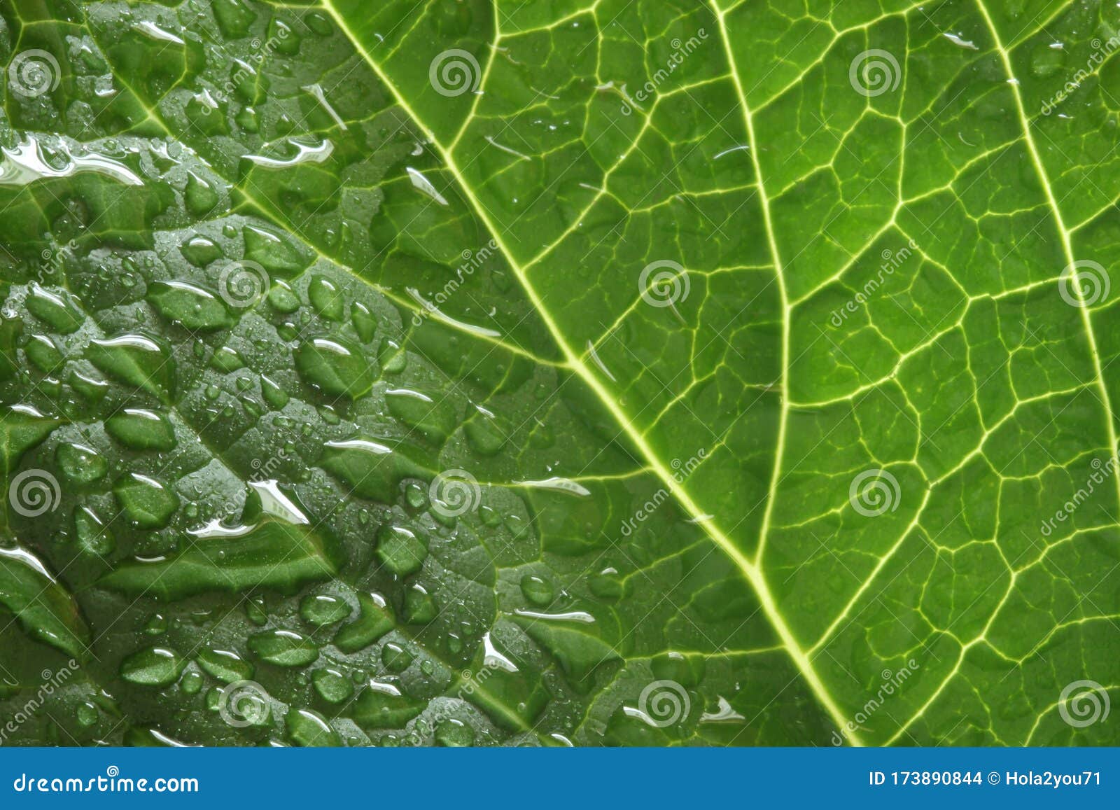 Environmental patterns stock photo. Image of botany - 173890844