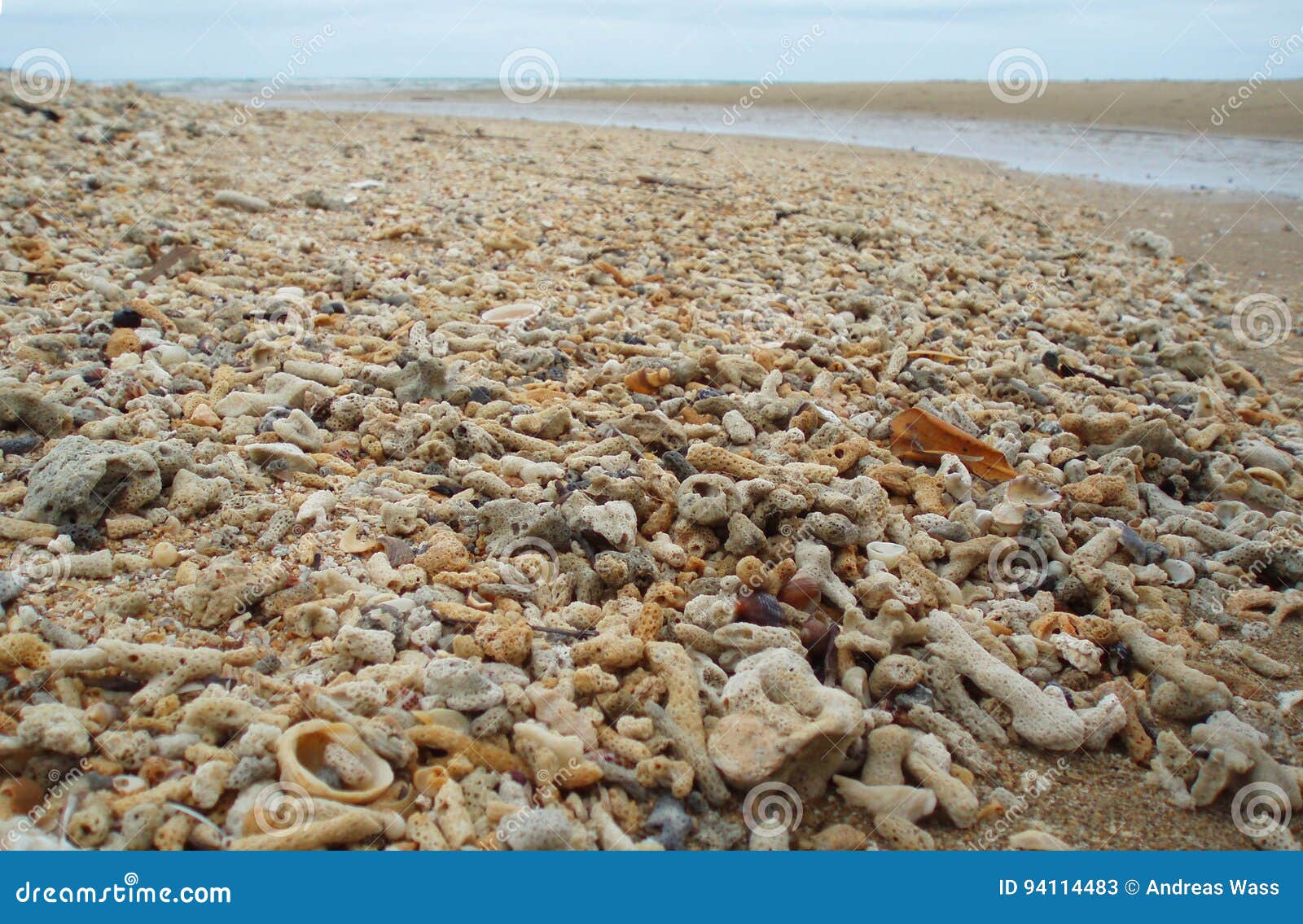Environmental Pollution: Beach Piled with Dead Corals from the Great ...