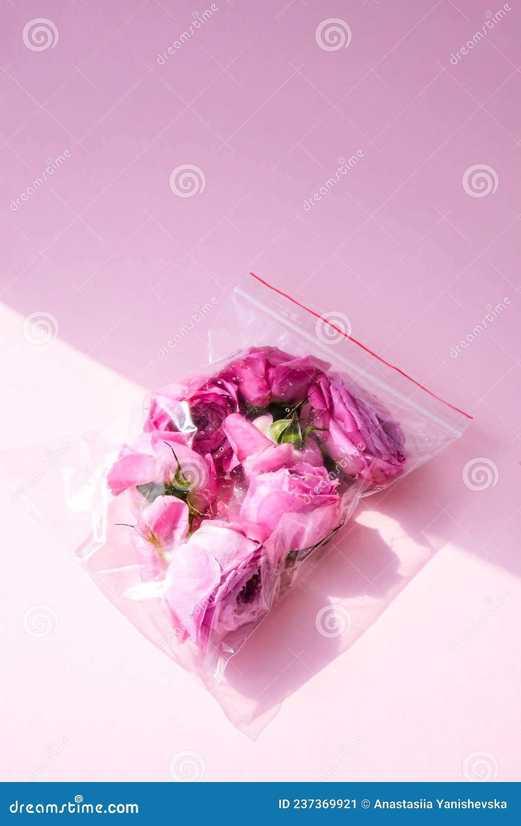 Environmental Pollution Concept. Flower in a Plastic Bag. Danger ...