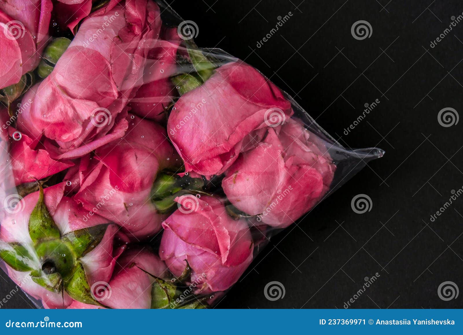 Environmental Pollution Concept. Flower in a Plastic Bag. Danger ...