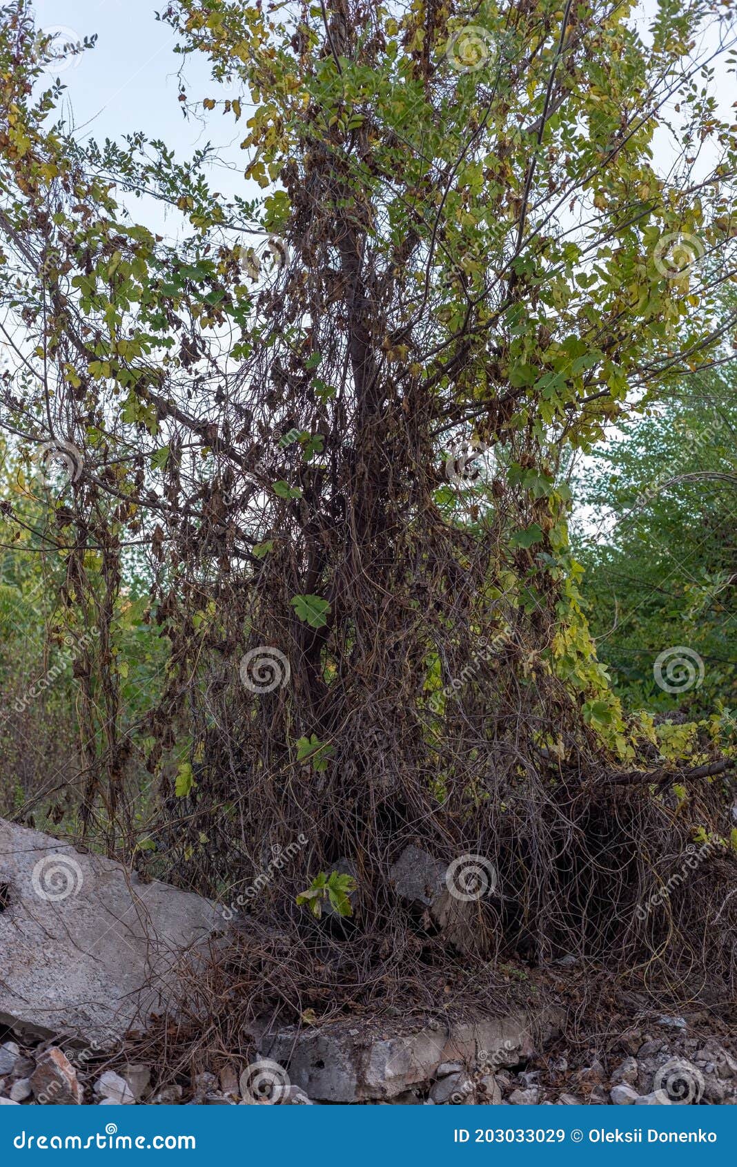 Environmental Pollution by Construction Waste Concrete Slabs Stock ...