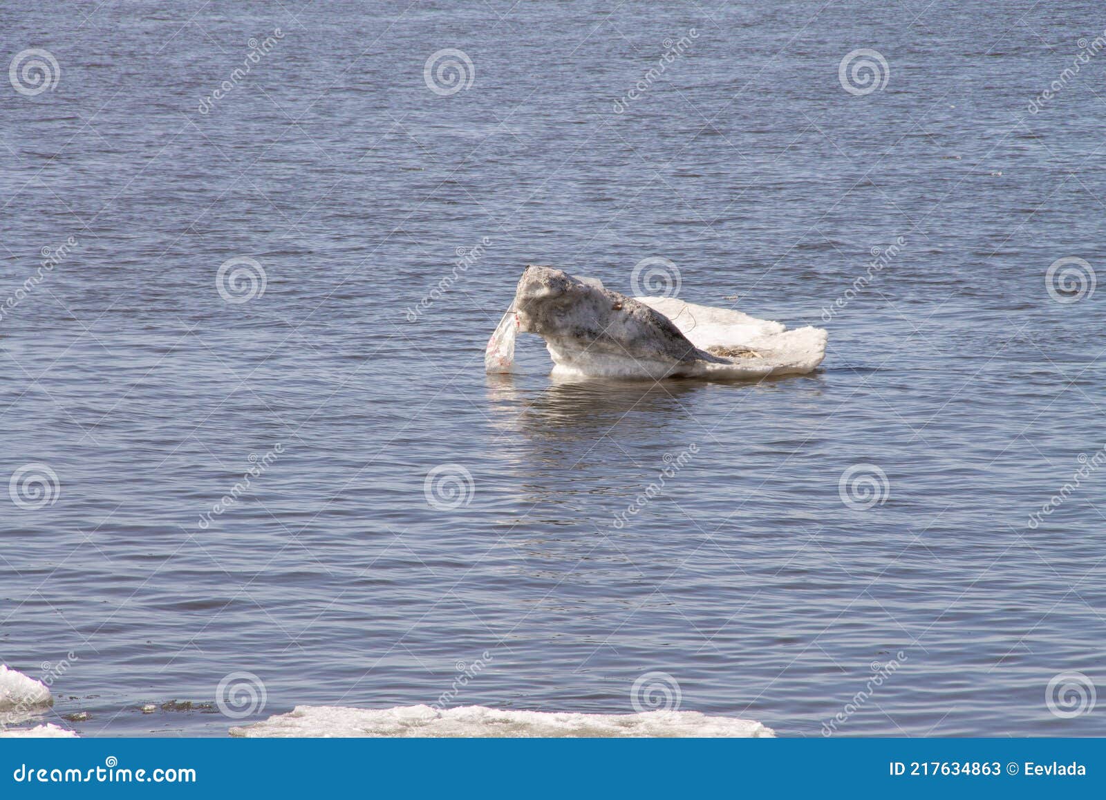 Environmental Pollution an Ice Floe during an Ice Drift with a Plastic ...