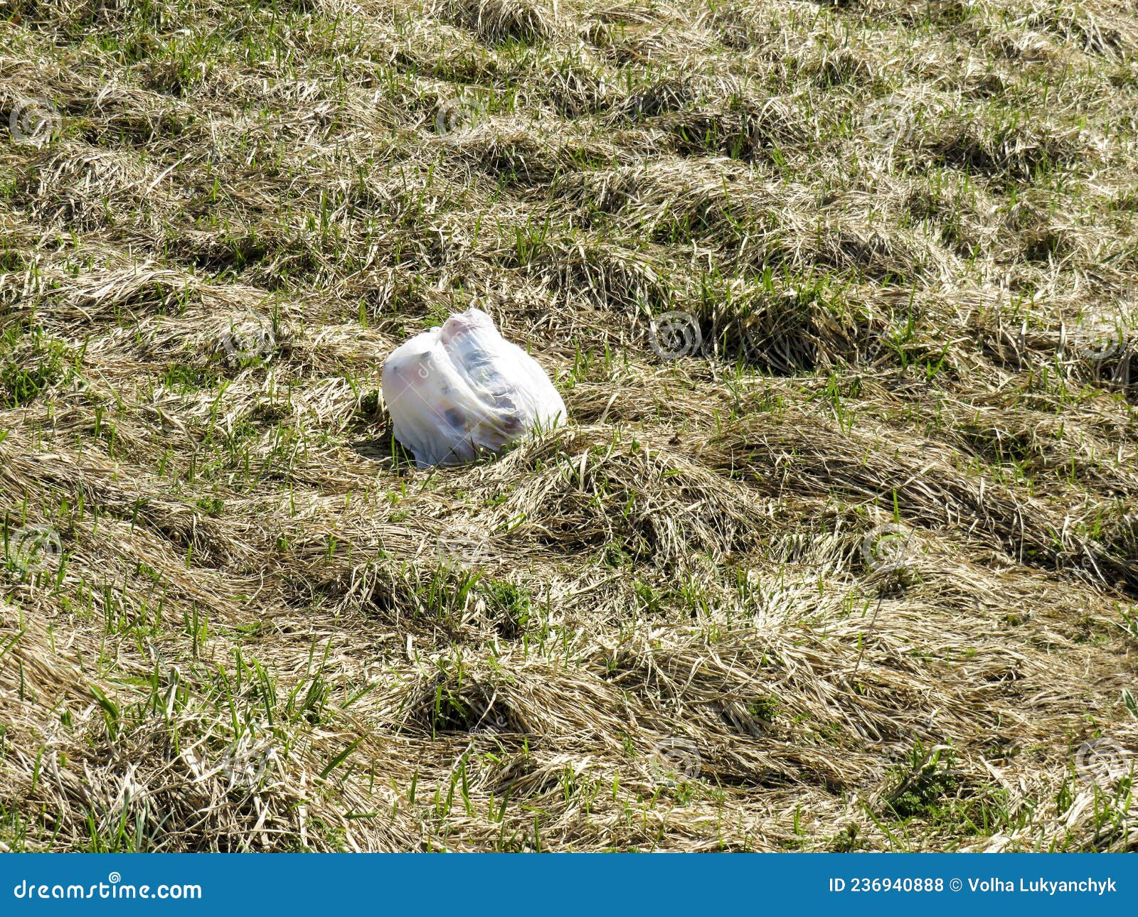 Garbage in the Grass Close Up Stock Photo - Image of garbage, outdoors ...