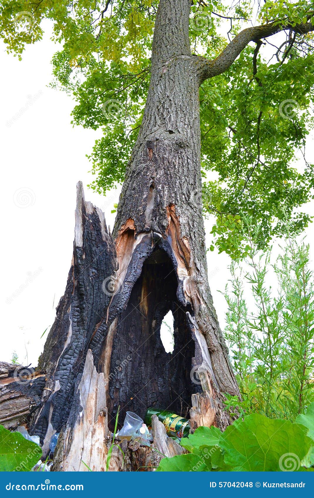 Environmental Pollution. Rubbish Inside the Tree. Stock Photo - Image ...