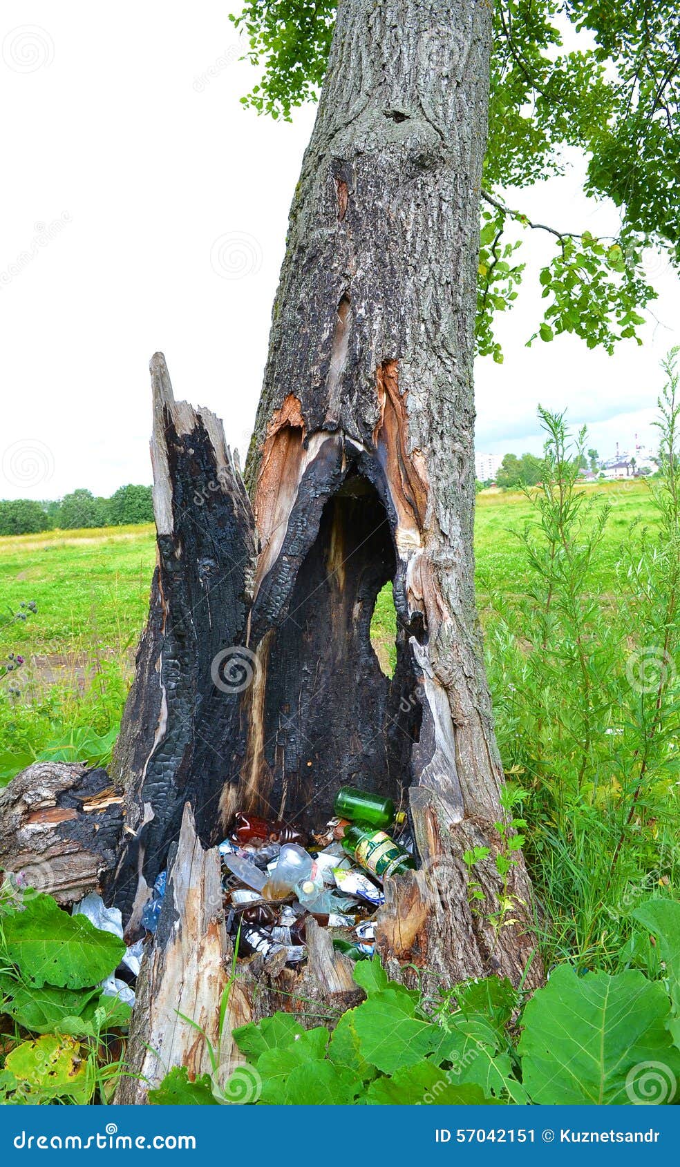 Environmental Pollution. Rubbish Inside the Tree. Stock Image - Image ...