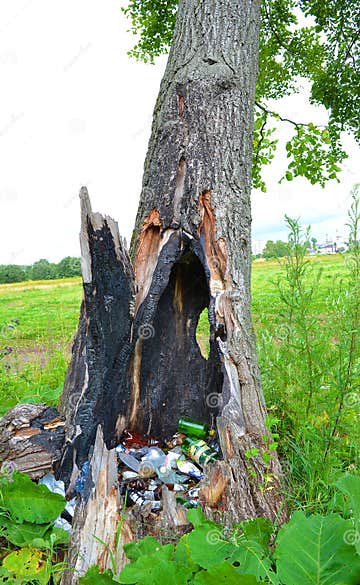 Environmental Pollution. Rubbish Inside the Tree. Stock Image - Image ...