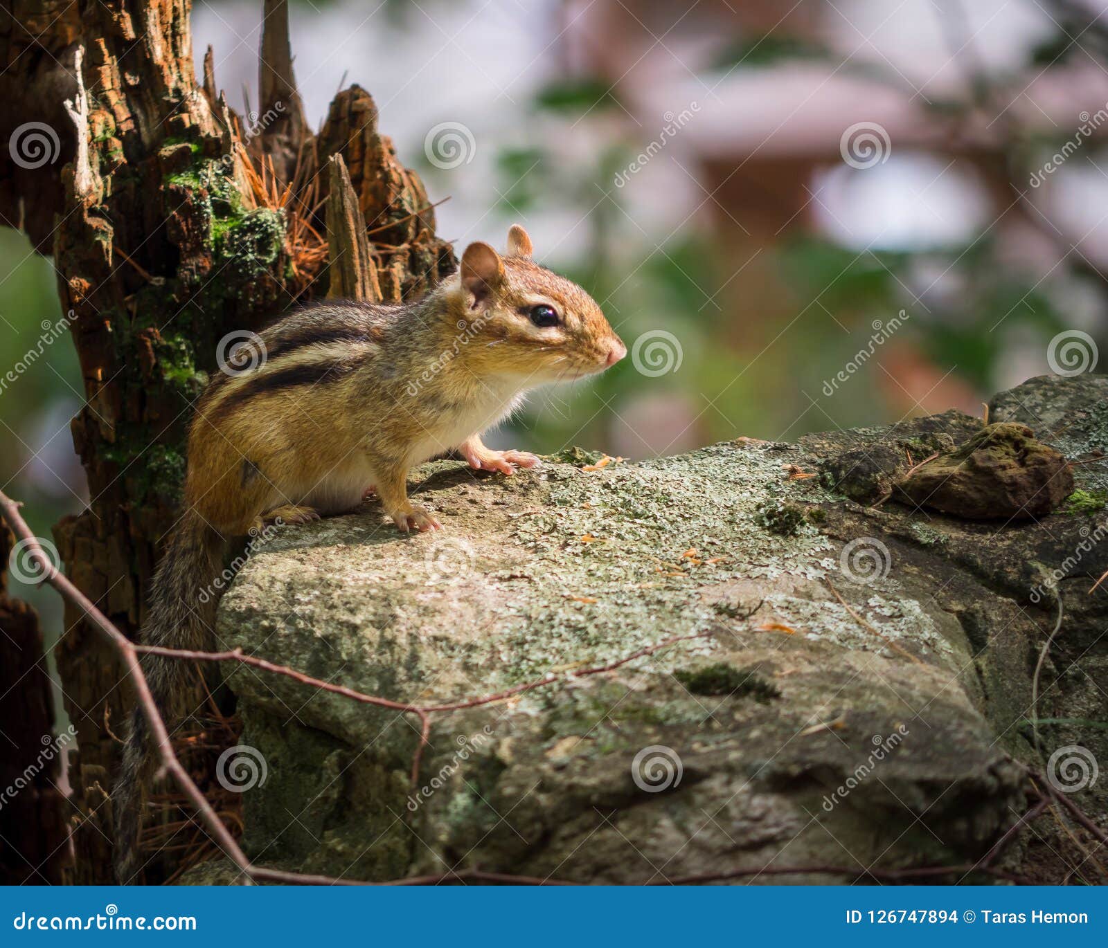 Environmental Portrait of Chipmunk on a Rock Stock Photo - Image of ...