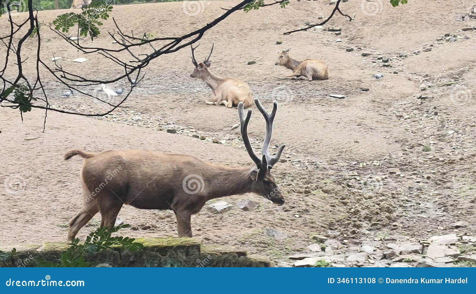 Environmental Portraits, Wider Views of an Deer in the Zoo. Stock Photo ...