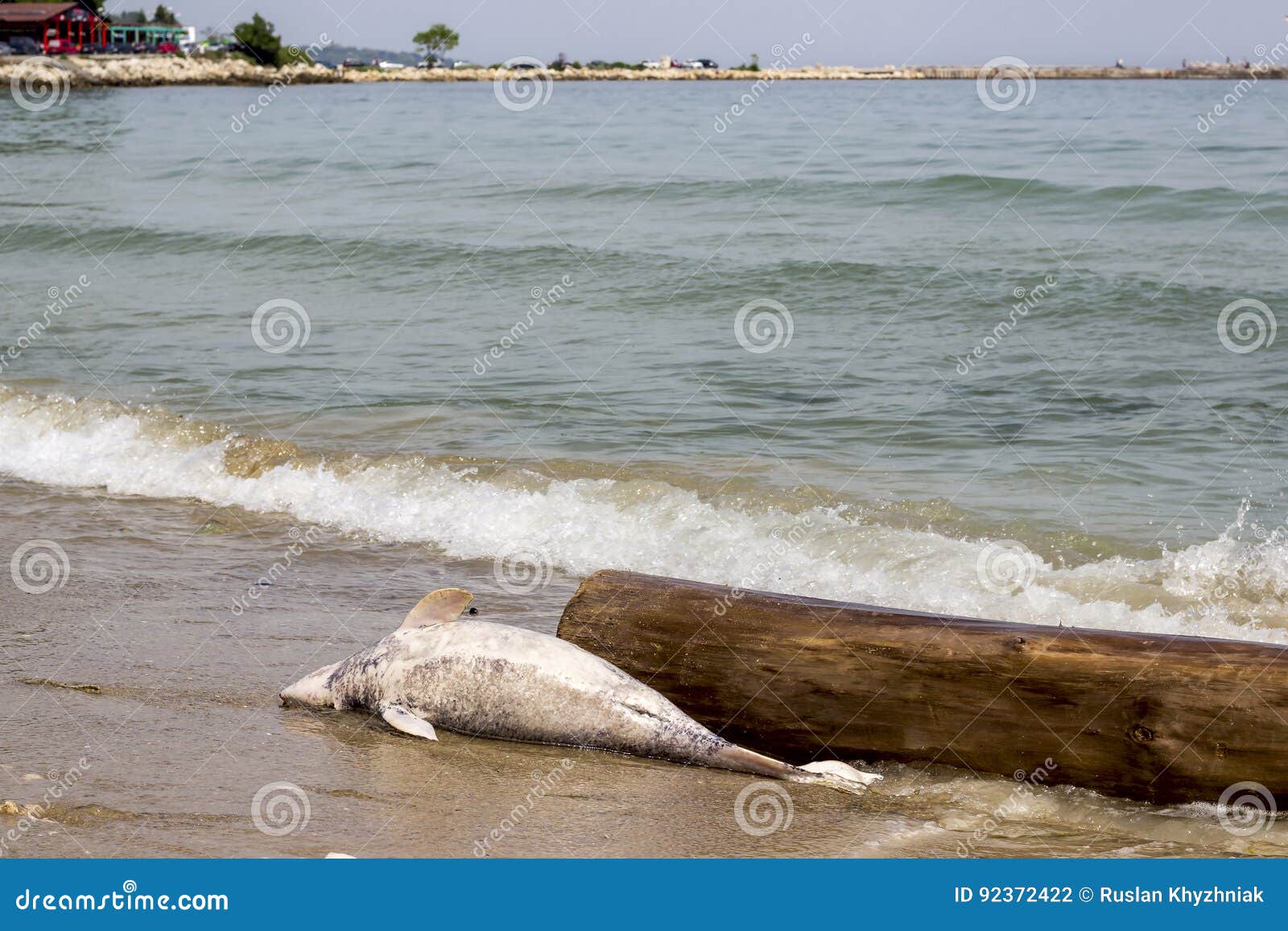 Environmental Problem Dolphins are Dying Stock Photo - Image of fish ...