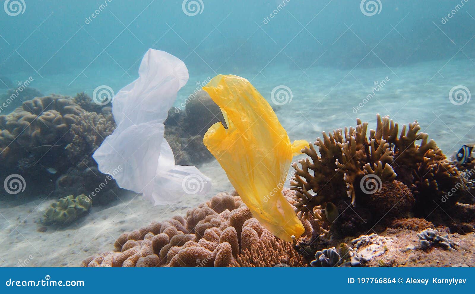 Beautiful Coral Reef Polluted with Plastic Bag. Stock Photo - Image of ...
