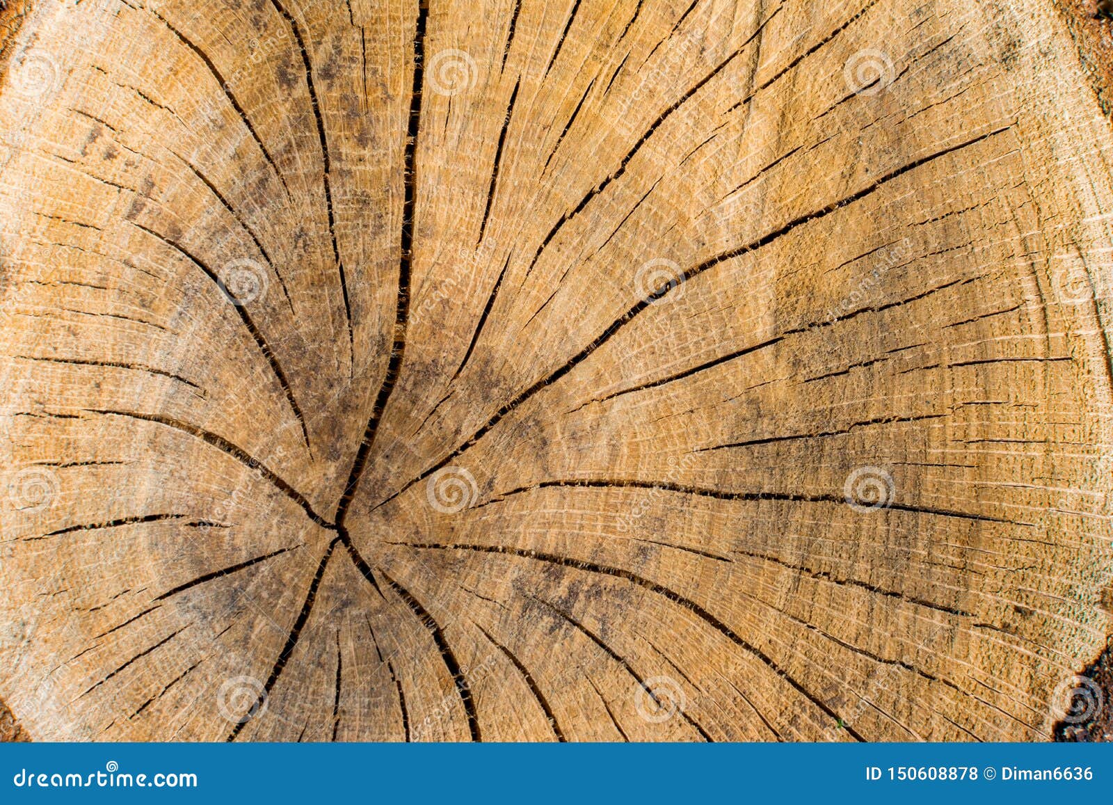 Environmental Protection Concept-cross Section of the Tree Close-up ...