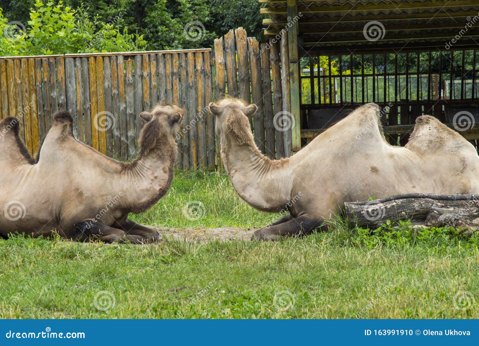 Environmental Protection, Zoo. Two Two-humped Camels Lie on the Grass ...
