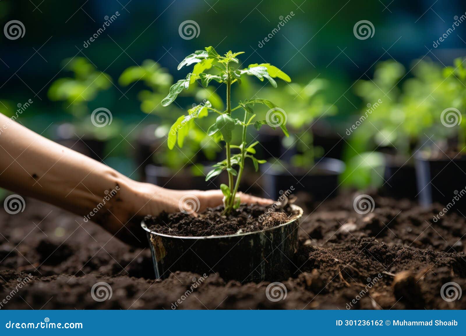 Environmental Stewardship a Tree Being Planted To Contribute To Climate ...