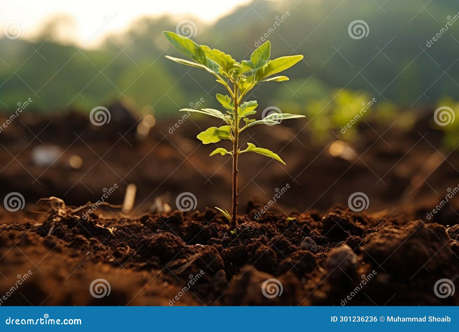 Environmental Stewardship a Tree Being Planted To Contribute To Climate ...