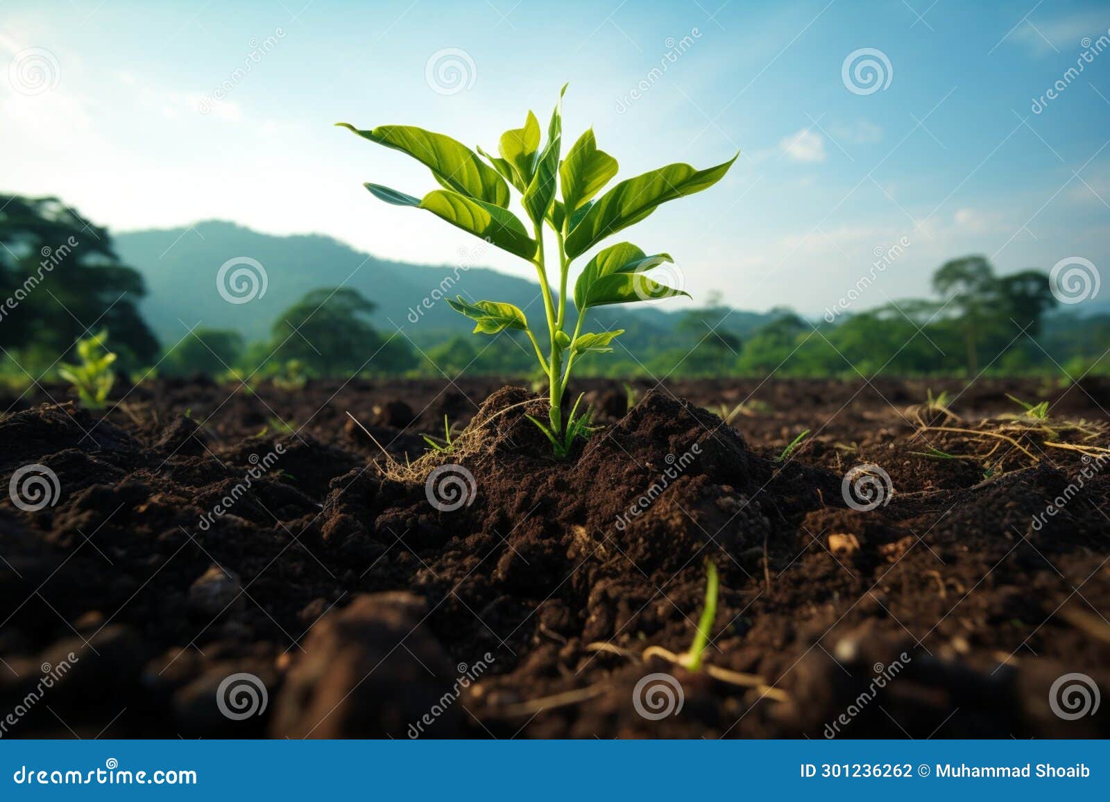 Environmental Stewardship a Tree Being Planted To Contribute To Climate ...