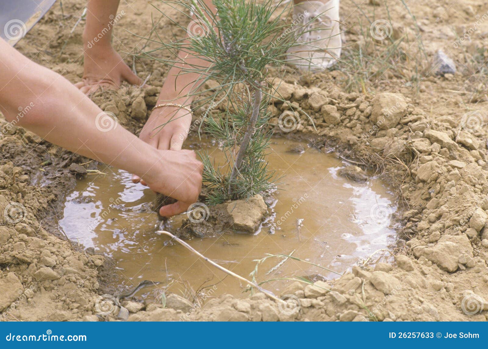 Environmental Workers Planting a Tree Editorial Stock Photo - Image of ...