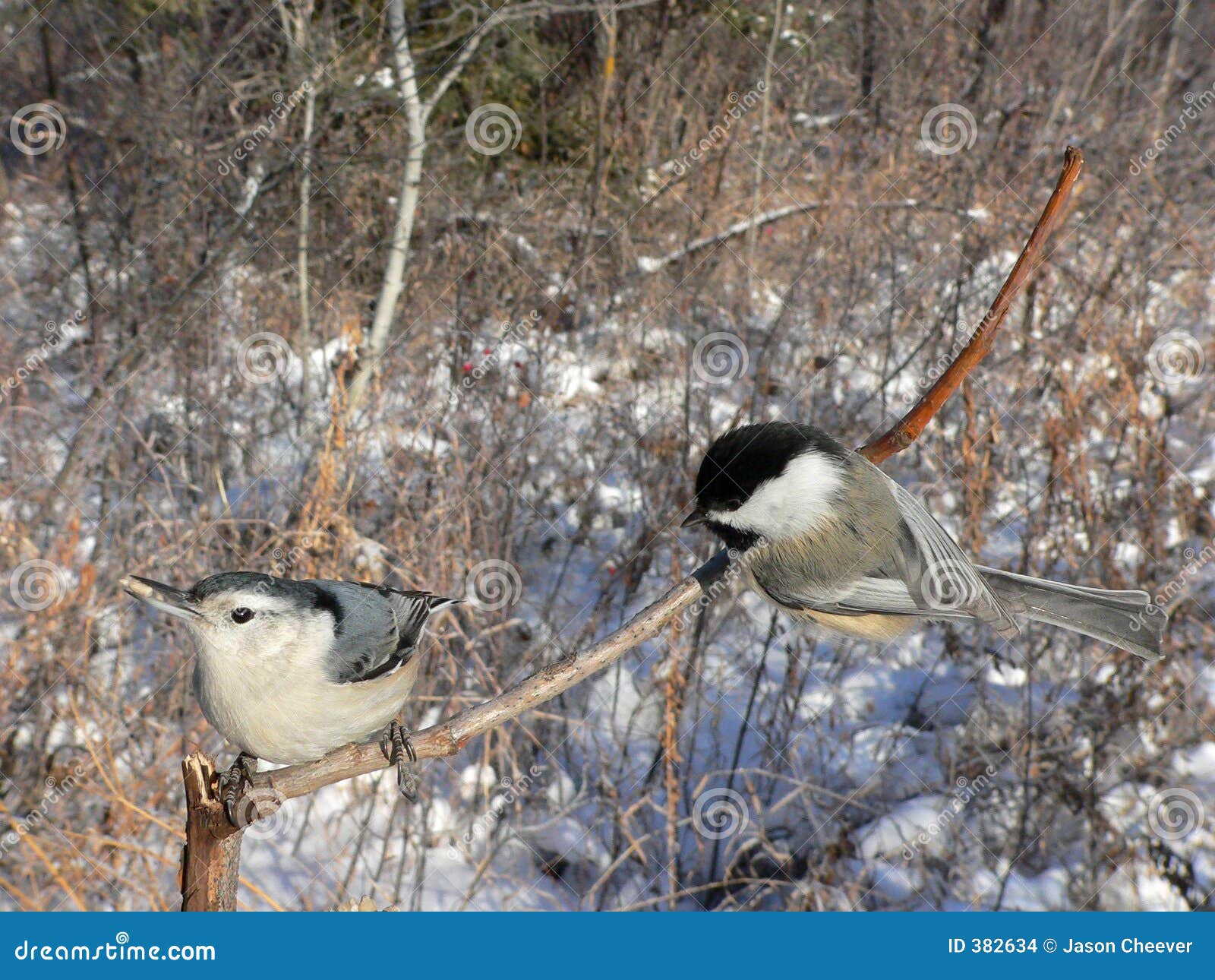 146 Nuthatch Chickadee Stock Photos - Free & Royalty-Free Stock Photos ...
