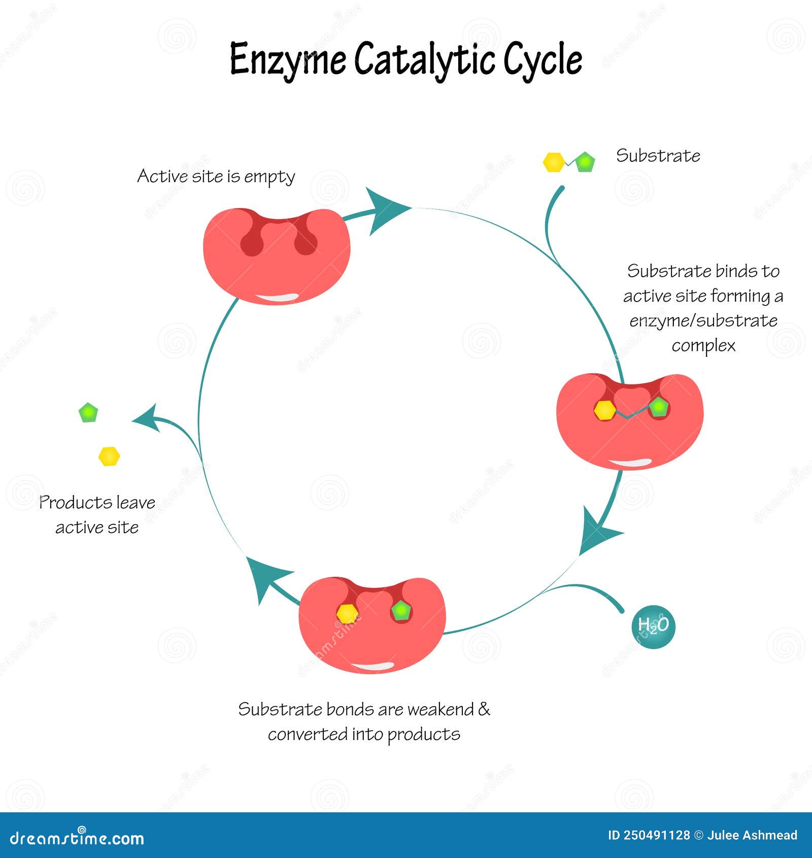 Enzyme Catalytic Cycle stock vector. Illustration of metabolism - 250491128