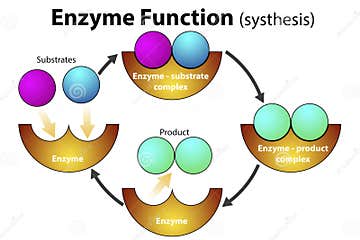Enzyme Function for Synthesis Process Stock Illustration - Illustration ...