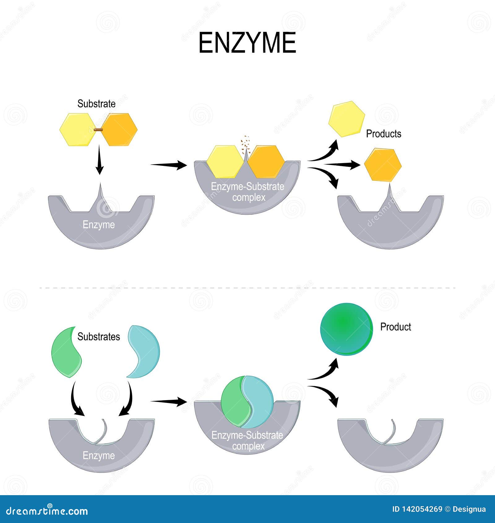 Enzyme. Lock And Key Model. Synthesis. Metabolic Processes Vector ... Enzyme. Lock And Key Model. Synthesis. Metabolic Processes Vector ...