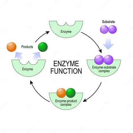 Enzyme Function. Vector Diagram for Medical, Educational and Scientific ...