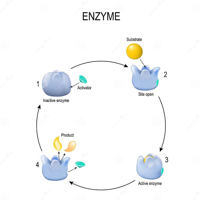 Enzyme. Process of Activation Stock Vector - Illustration of isolated ...