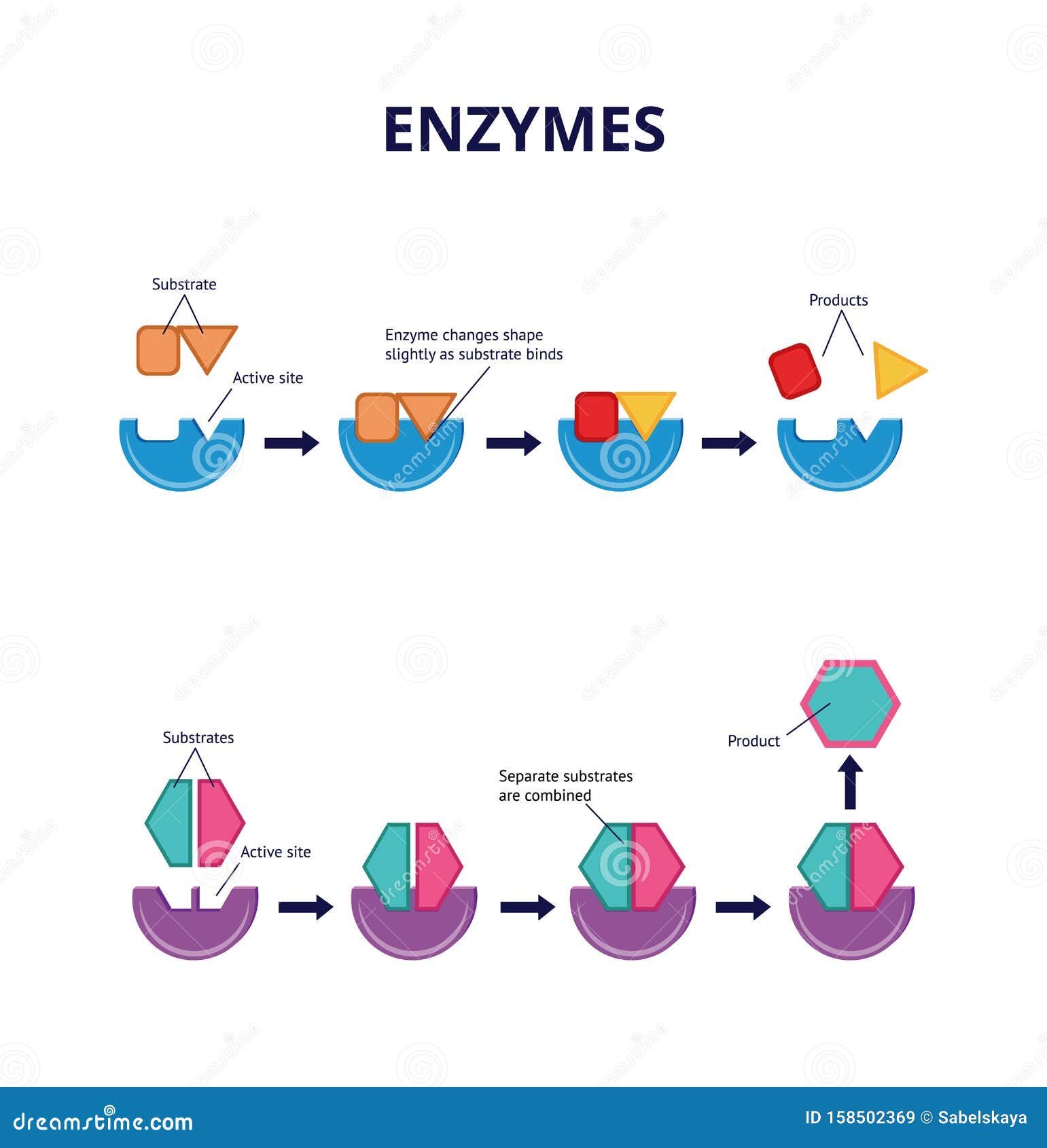 Enzyme Lock Key Model Synthesis Metabolic Stock-vektor, 53% OFF Enzyme Lock Key Model Synthesis Metabolic Stock-vektor, 53% OFF