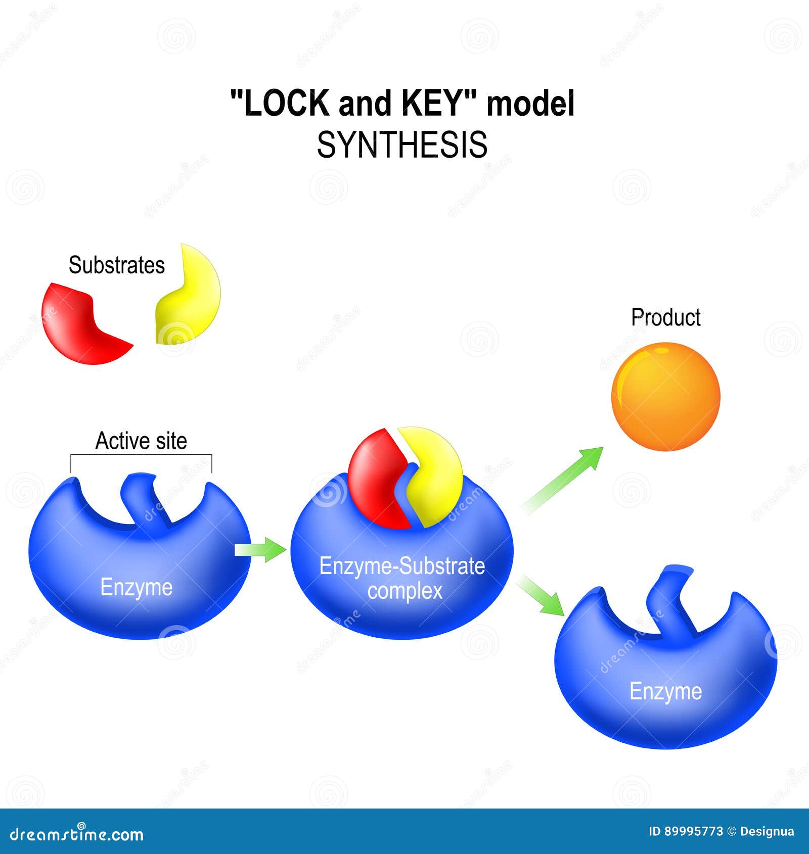 Substrate And Enzyme In Catalytic Cycle Vector Illustration ... Substrate And Enzyme In Catalytic Cycle Vector Illustration ...
