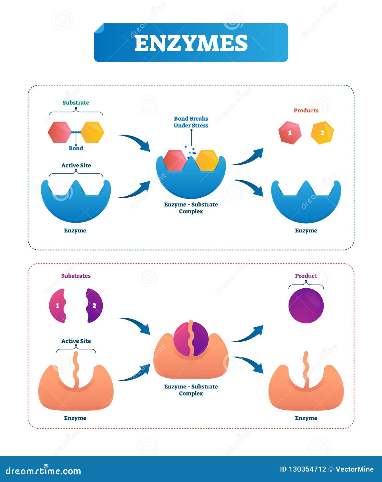 enzyme . labeled cycle and diagram with catalysts. Coloso enzyme . labeled cycle and diagram with catalysts. Coloso