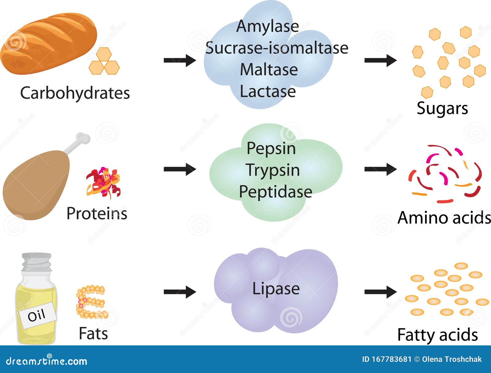 Enzymes Stock Illustrations, Vecteurs, & Clipart – (1,829 Stock ... Enzymes Stock Illustrations, Vecteurs, & Clipart – (1,829 Stock ...