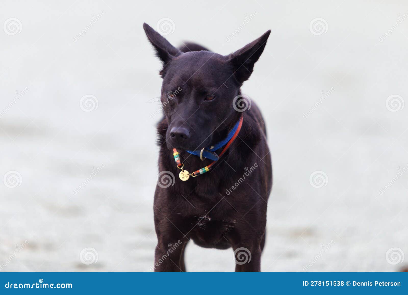 A Dark Dog Staring Off Camera Stock Photo - Image of puppy, mark: 278151538