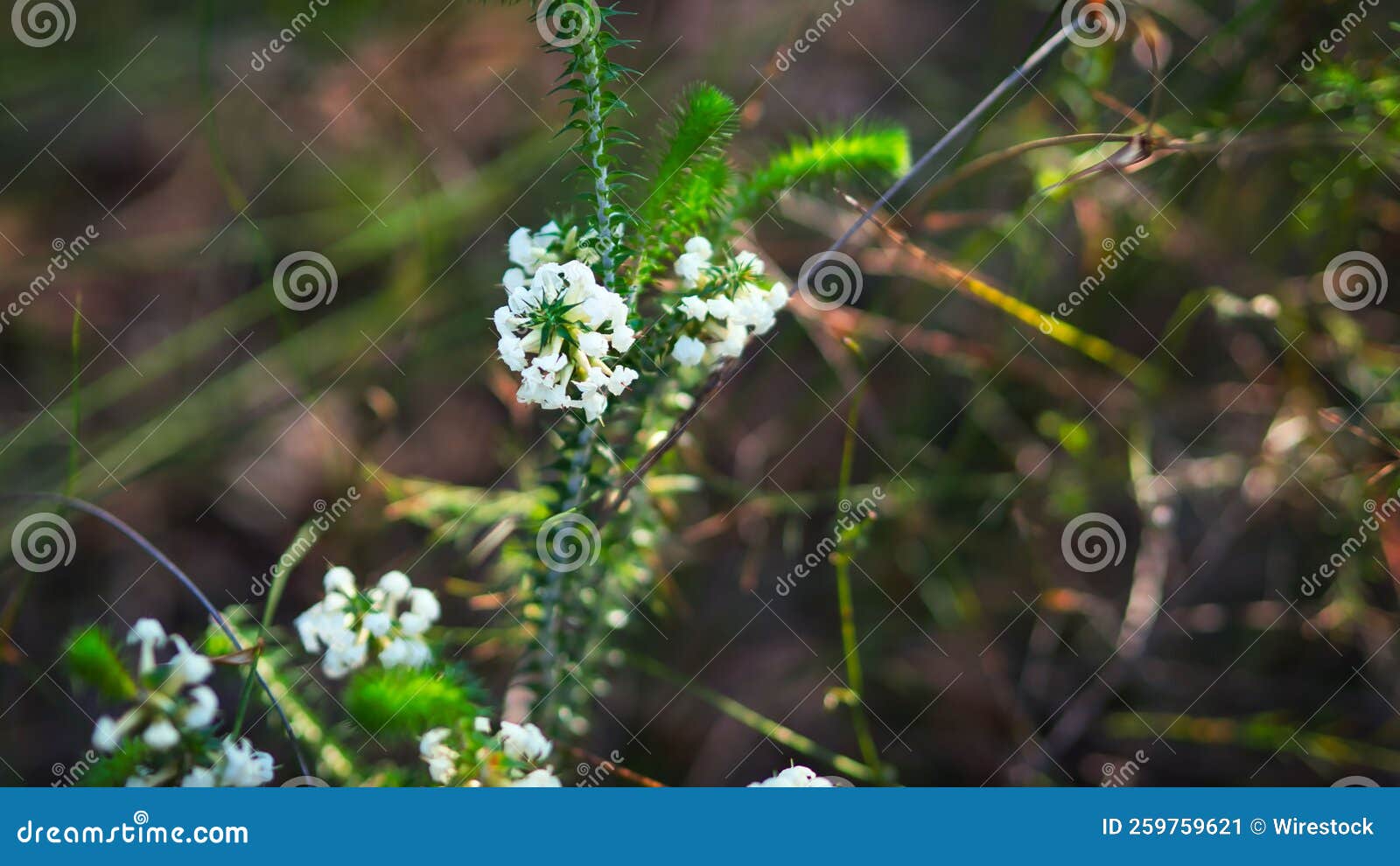 Epacris Flower Growing in the Field Stock Image - Image of epacris ...