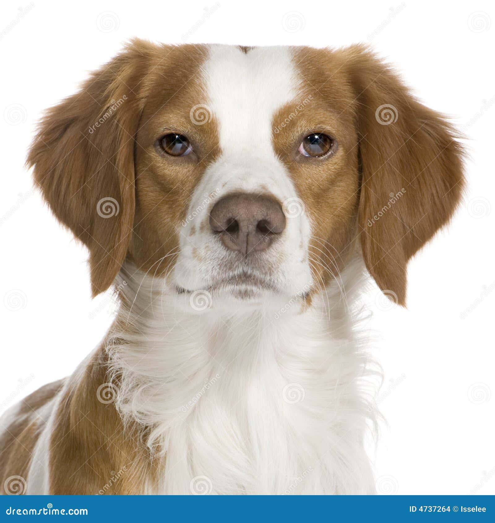 Epagneul Breton Brittany Dog Face Sad Trapped Behind Gate Stock ...