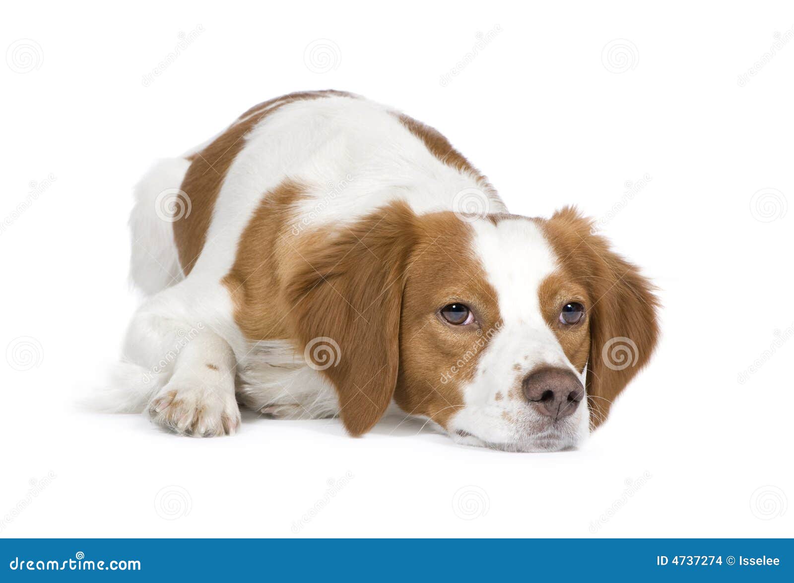 Epagneul Breton Holds In The Jaws Captured Pheasant Royalty-Free Stock ...