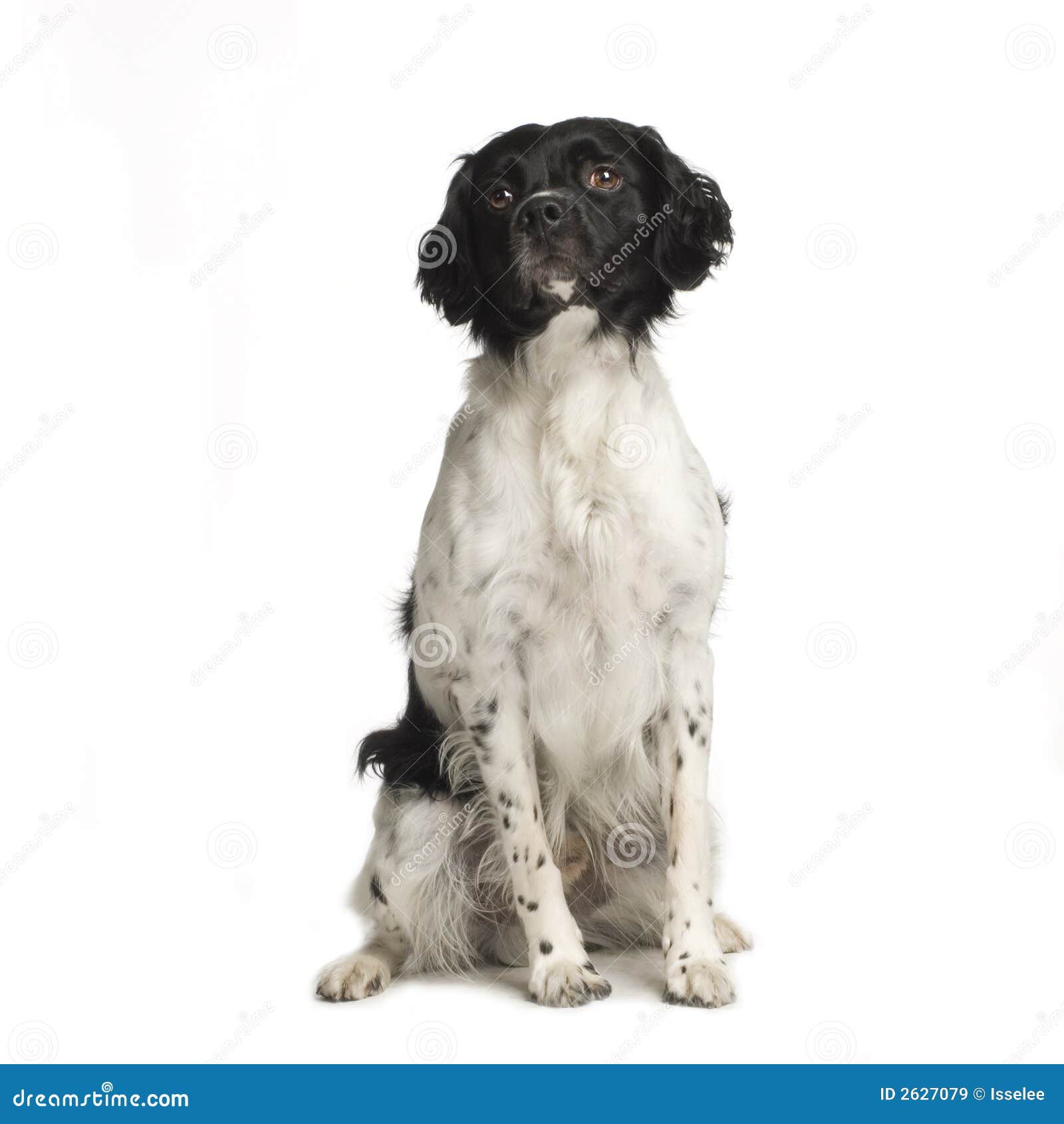 Black Epagneul Breton Dog On A Green Lawn Stock Photo | CartoonDealer ...