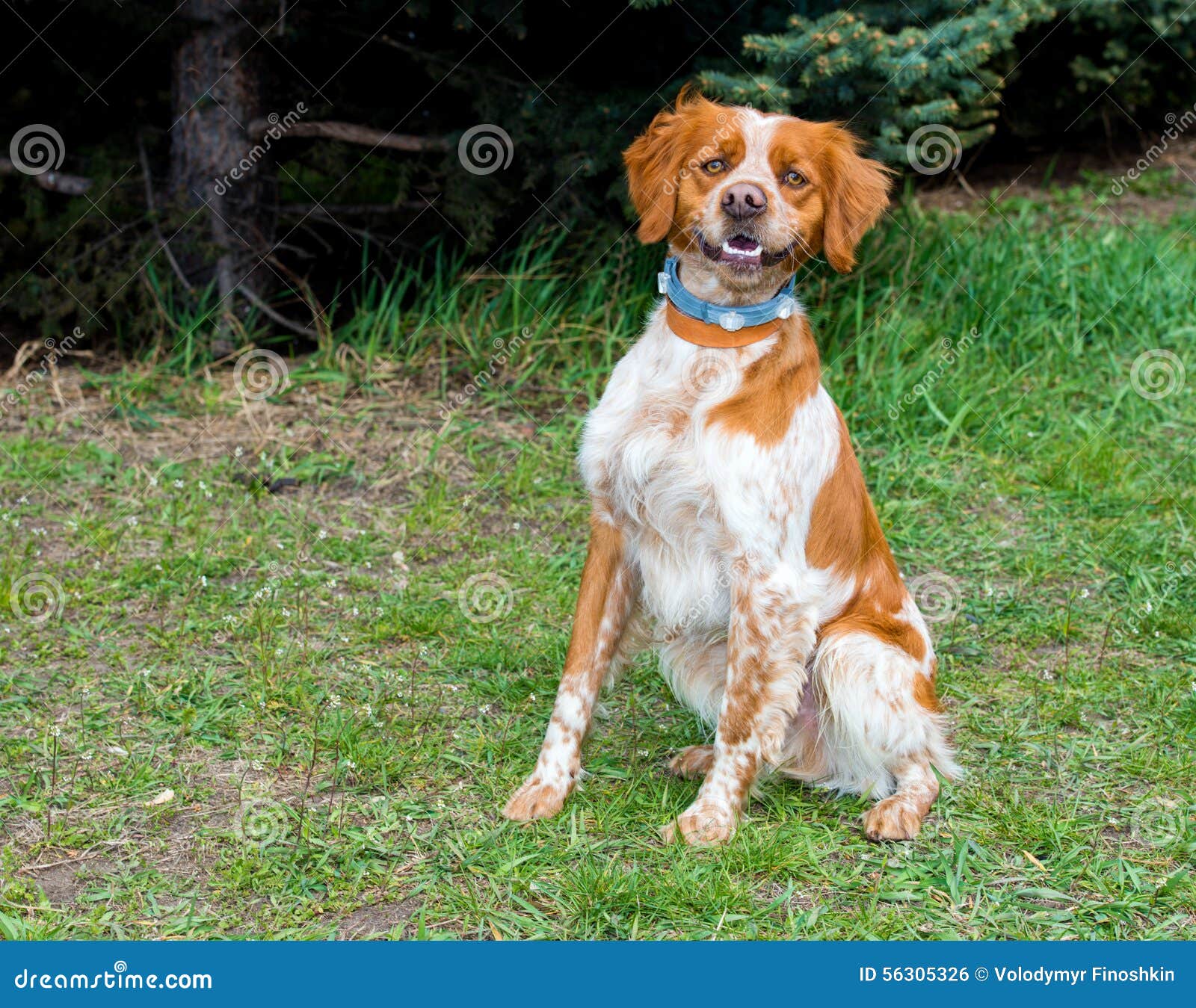 Epagneul Breton Brittany Dog Face Sad Trapped Behind Gate Stock ...