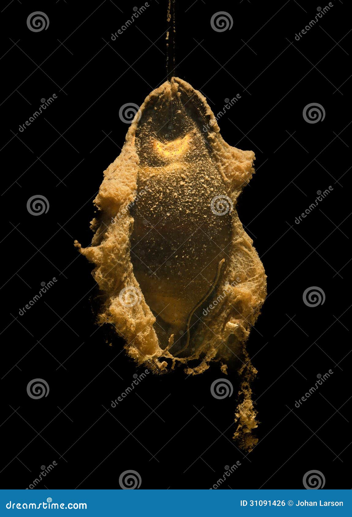 Epaulette Shark Egg on Black. Stock Photo - Image of chondrichthyes ...