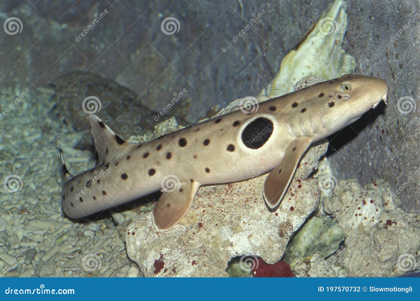 Epaulette Shark, Hemiscyllium Ocellatum Stock Photo - Image of oceania ...