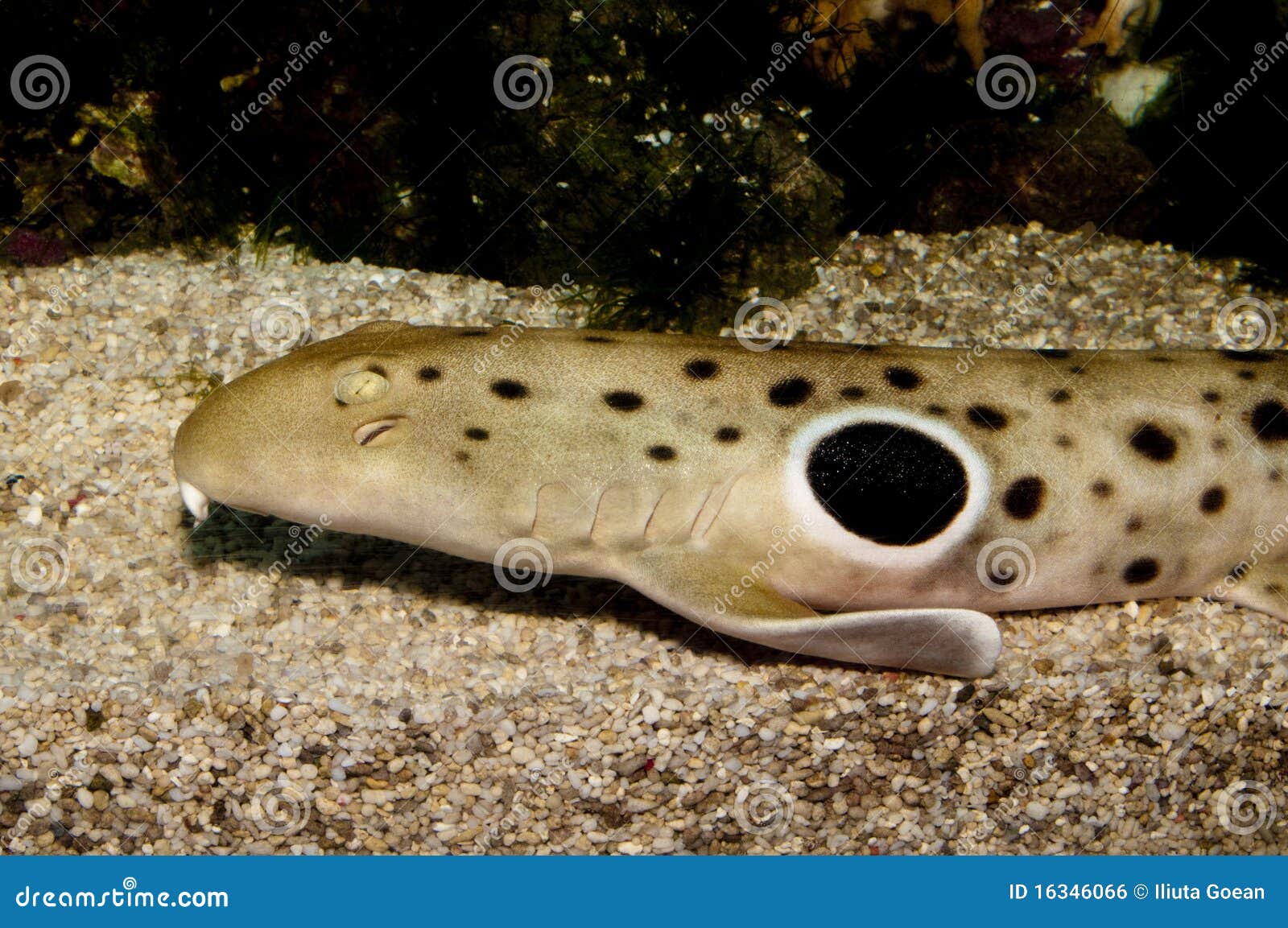 Epaulette Shark Portrait stock photo. Image of water - 16346066