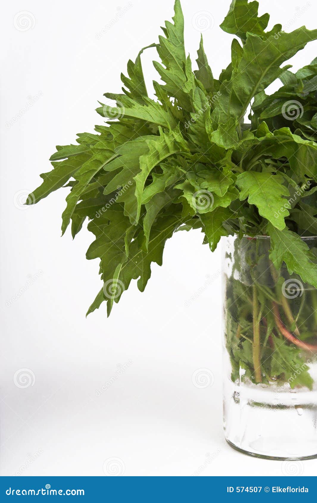 Epazote herbs stock image. Image of mexican, cilantro, green - 574507