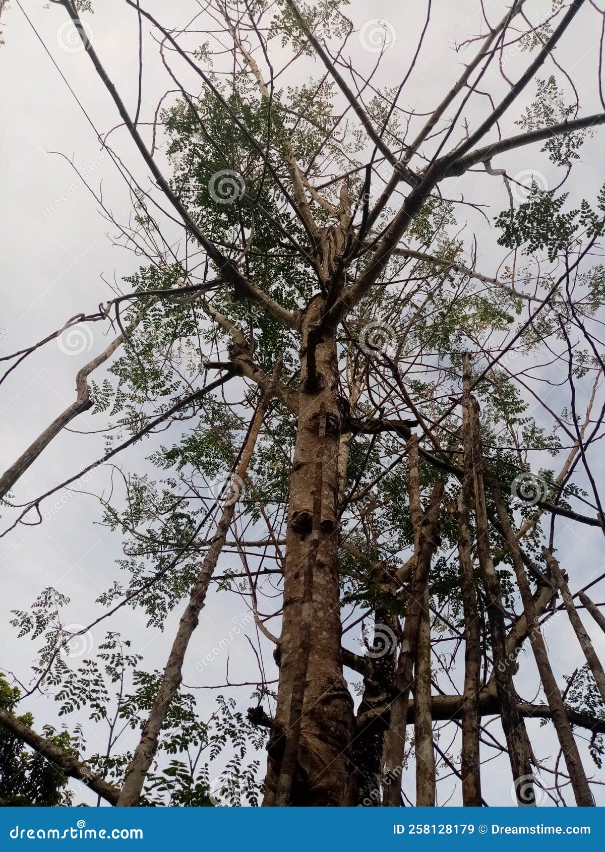 Epel Stock Photos - Free & Royalty-Free Stock Photos from Dreamstime