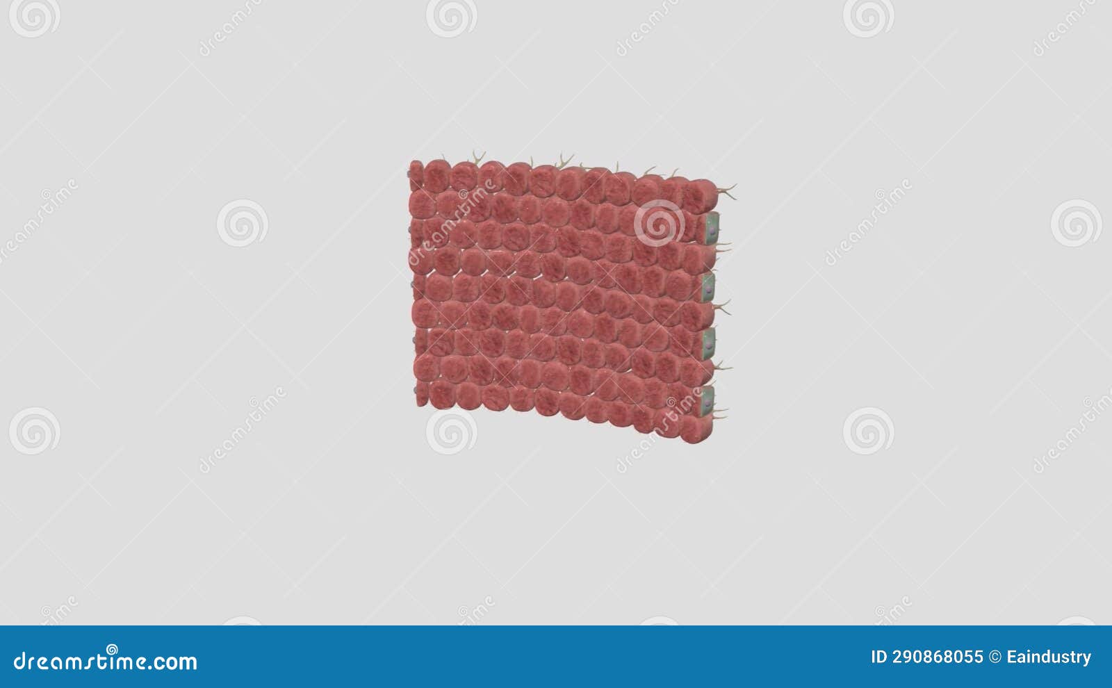 Ependymal Cells Form a Single-layered, Ciliated Cellular Interface that ...