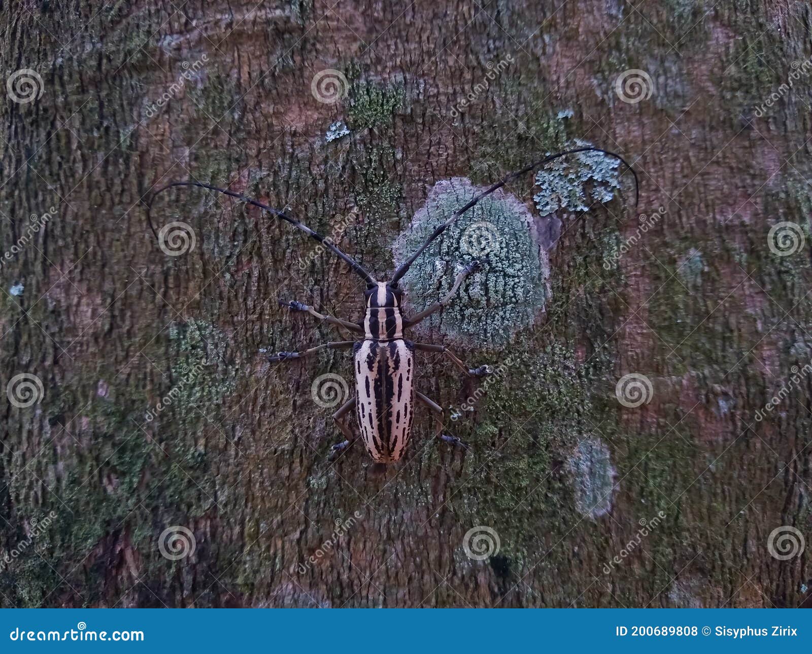 Epepeotes UncinatusÂ beetle on the Tree Stock Photo - Image of woodland ...