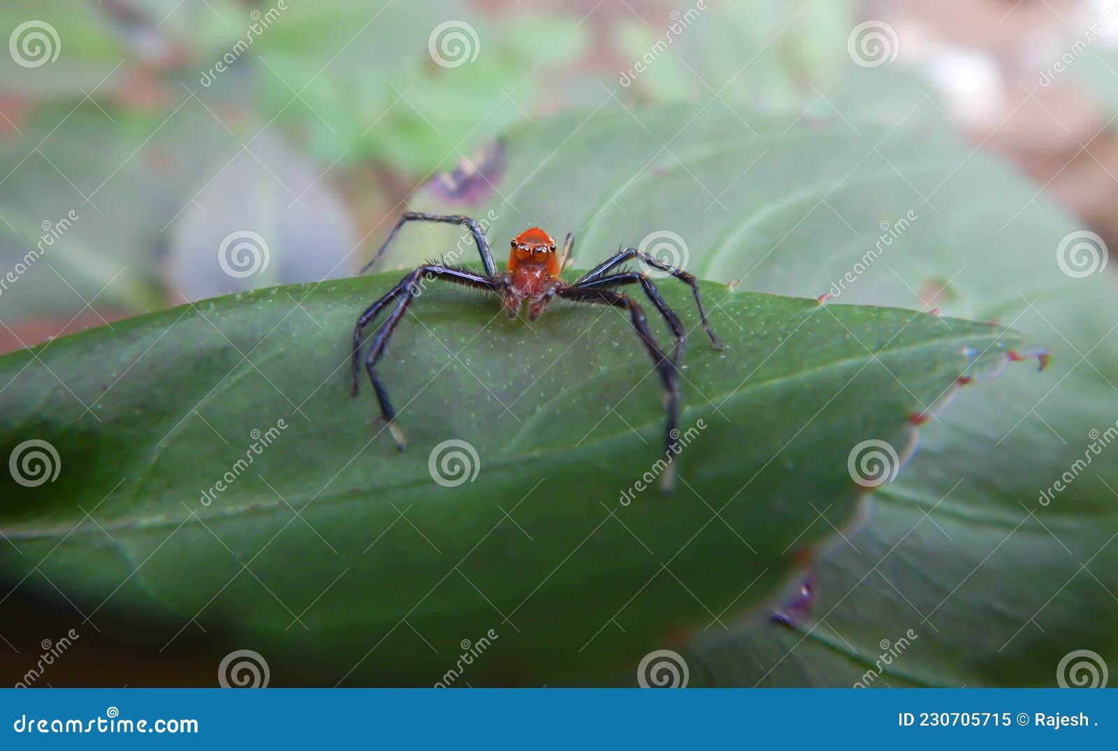 Epeus Jumping Spider on a Green Leaf Stock Image - Image of flower ...